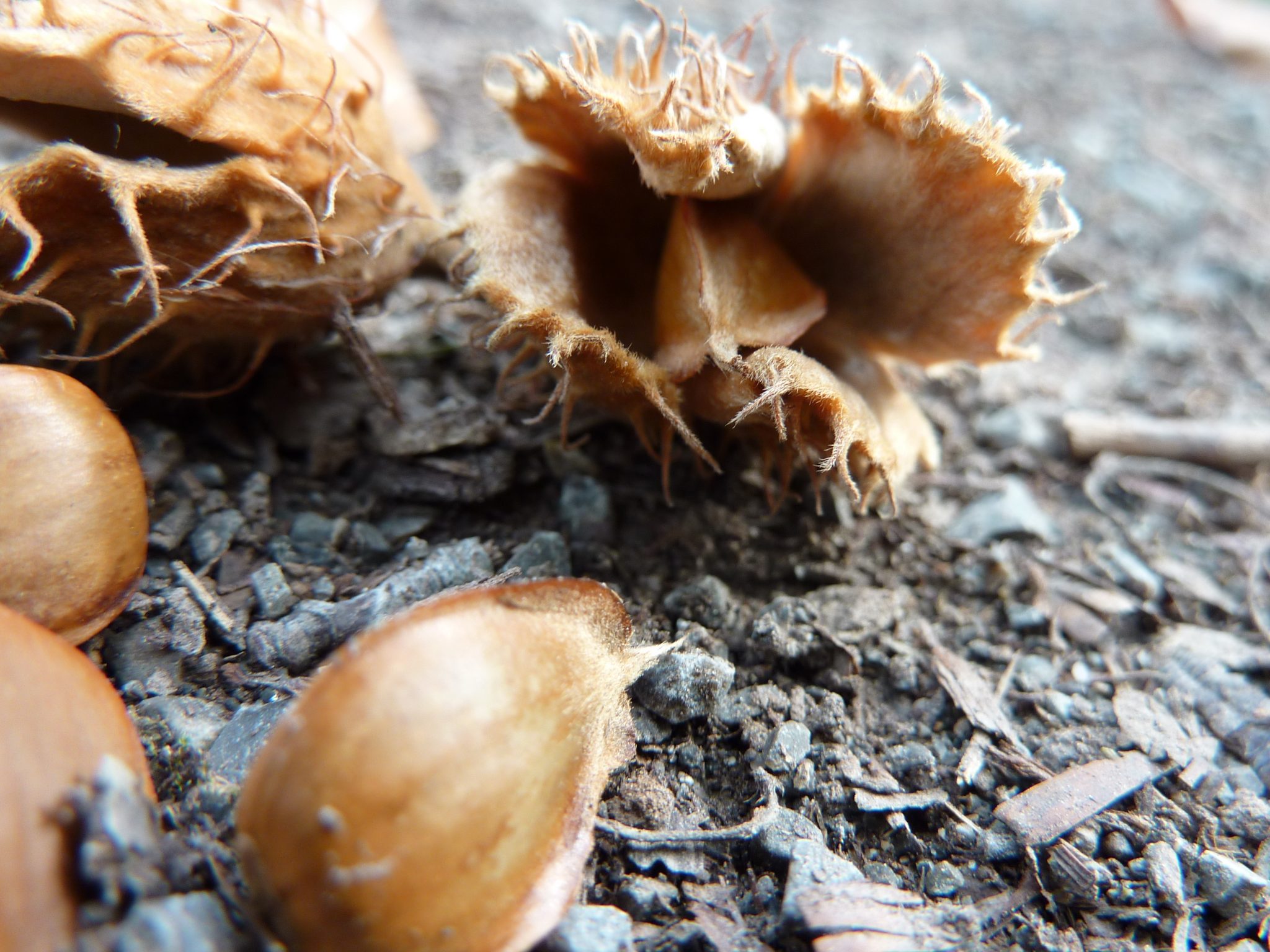 Rosskastanien Eicheln, Bucheckern – Kräuterweisheiten