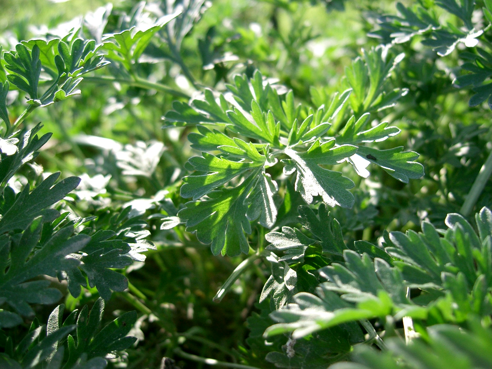 Wermut – Kräuterweisheiten